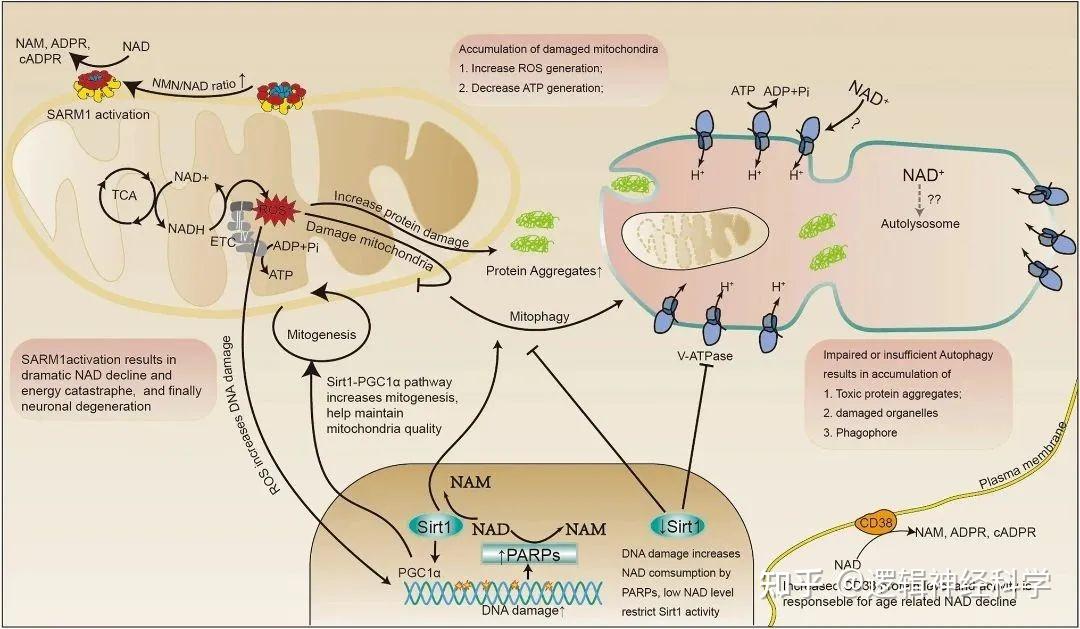 Neurosci Bull︱清华大学王戈林团队综述调控NAD代谢以干预衰老相关神经退行性疾病 - 知乎