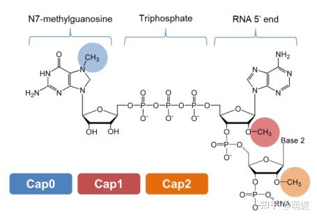 mRNA结构 - 知乎