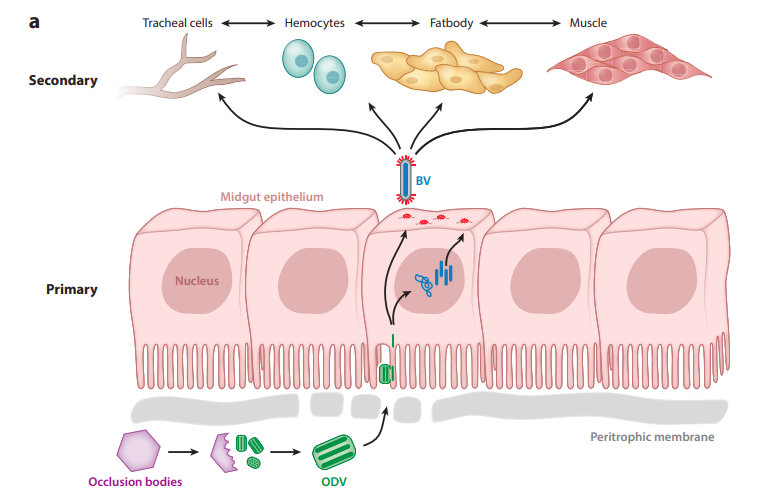 【领康时代CDMO】通用强大型真核表达系统 —— 杆状病毒与昆虫细胞 - 知乎