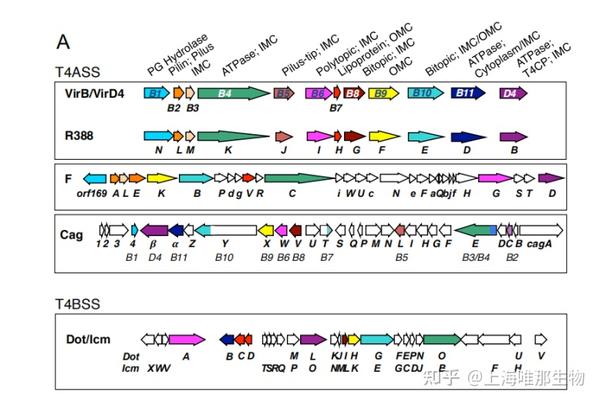 Type IV secretion system：T4SS知识介绍3 - 知乎