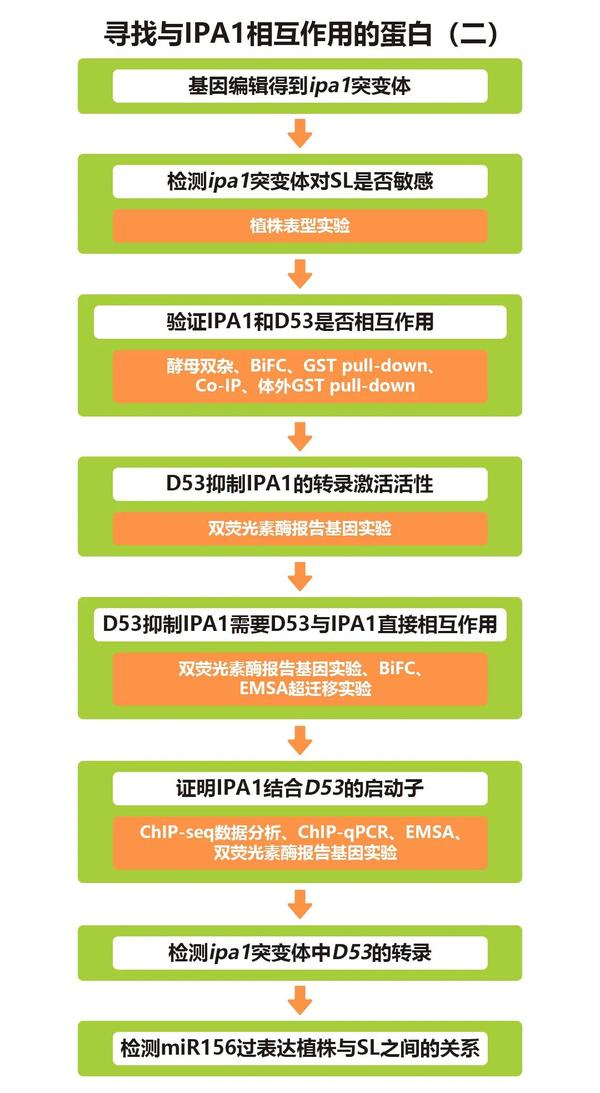 转录因子IPA1，次次都能发顶刊是怎么做到的？ - 知乎