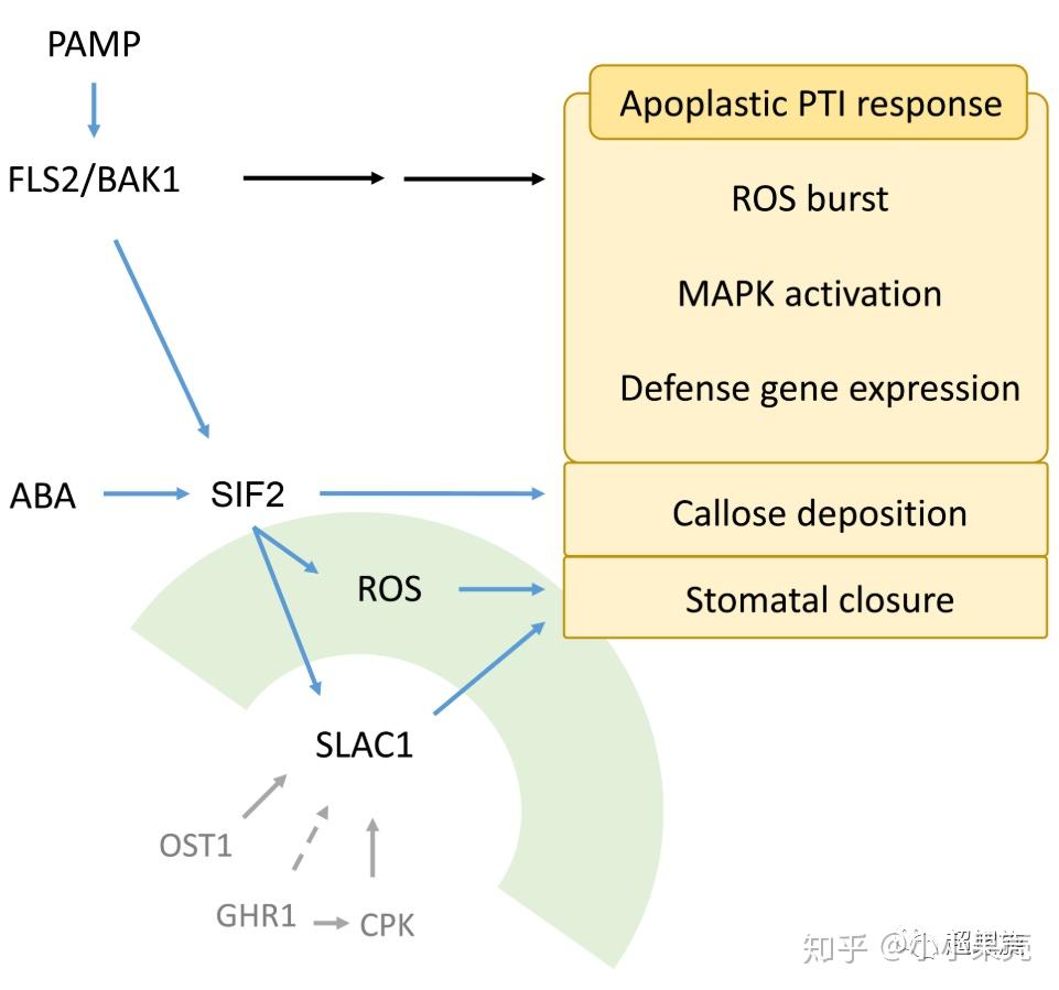 【Plant cell】SIF2蛋白磷酸化SLAC1参与调节气孔免疫的分子机制 - 知乎