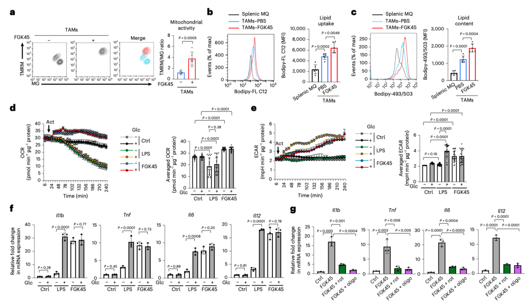 Nature Immunology丨CD40 信号重新连接脂肪酸和谷氨酰胺代谢以刺激巨噬细胞抗肿瘤发生功能 - 知乎