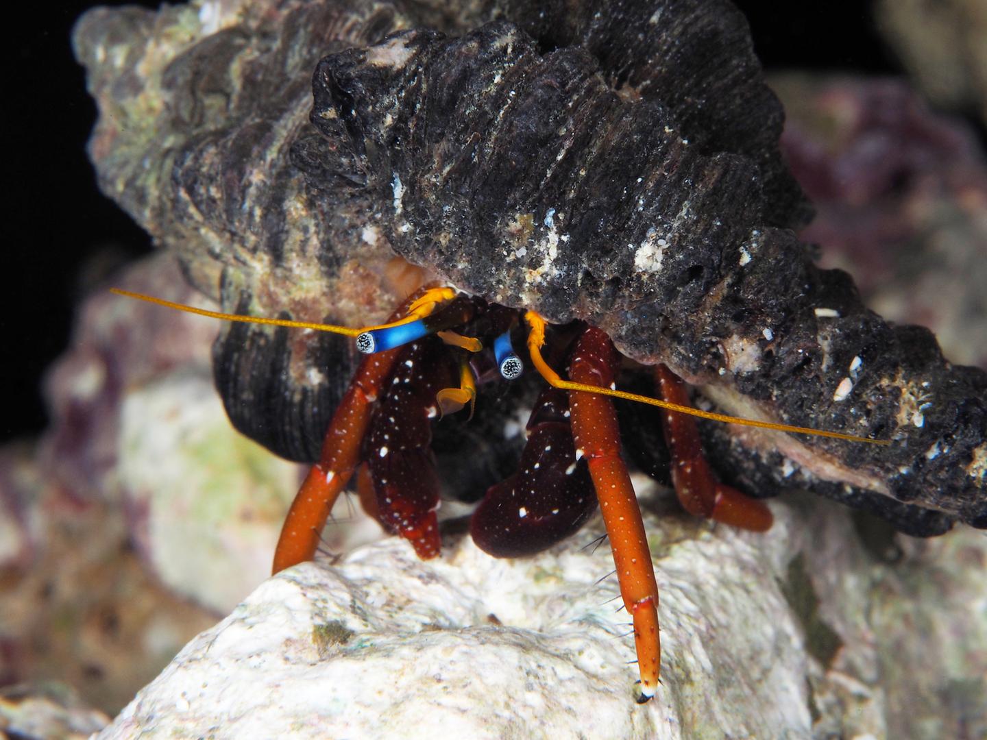 中国海寄居蟹总科图鉴 - 知乎