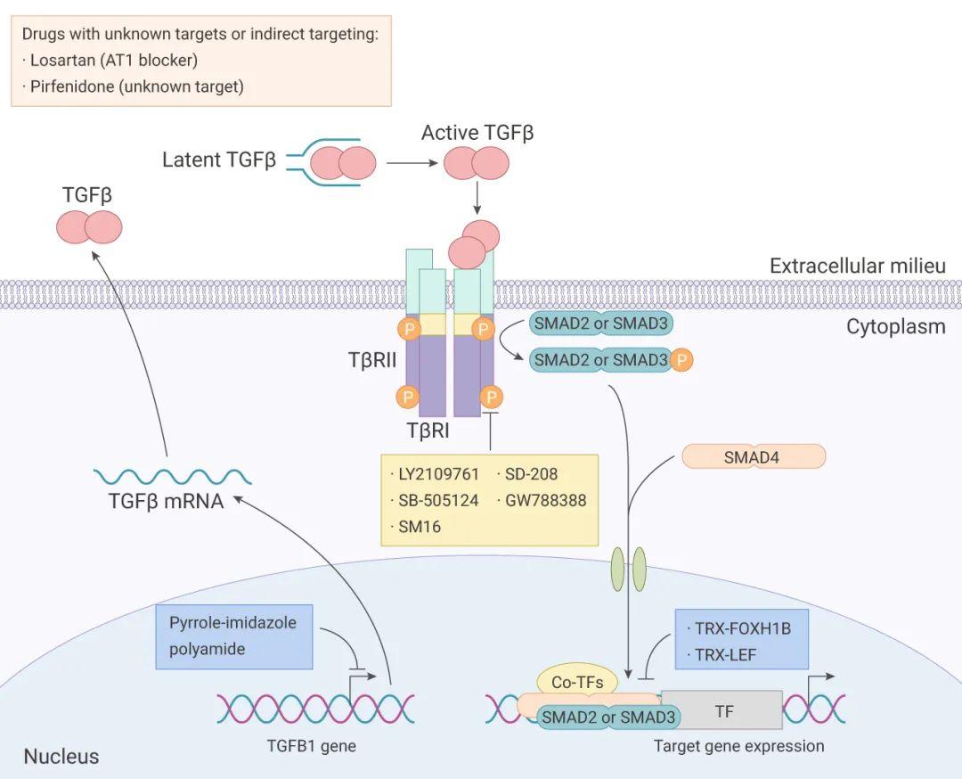 超详细 | TGF-β 信号通路-MedChemExpress - 知乎