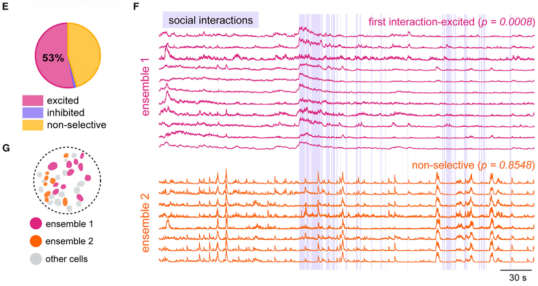 Neuron：5-HT能神经系统如何调节动物广泛多样的行为？ - 知乎