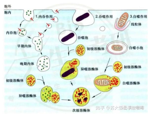 细胞生物学思维导图-内膜系统 - 知乎