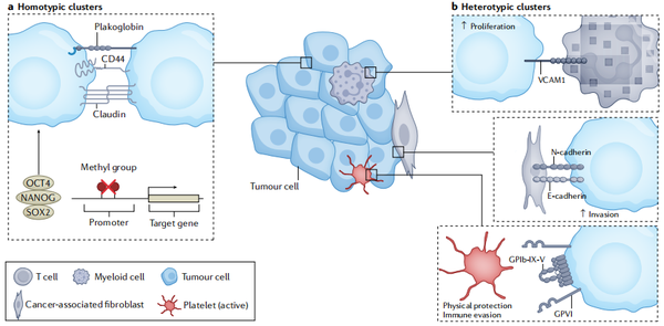 重磅文章丨Nature Reviews：循环肿瘤细胞CTC领域概述 - 知乎