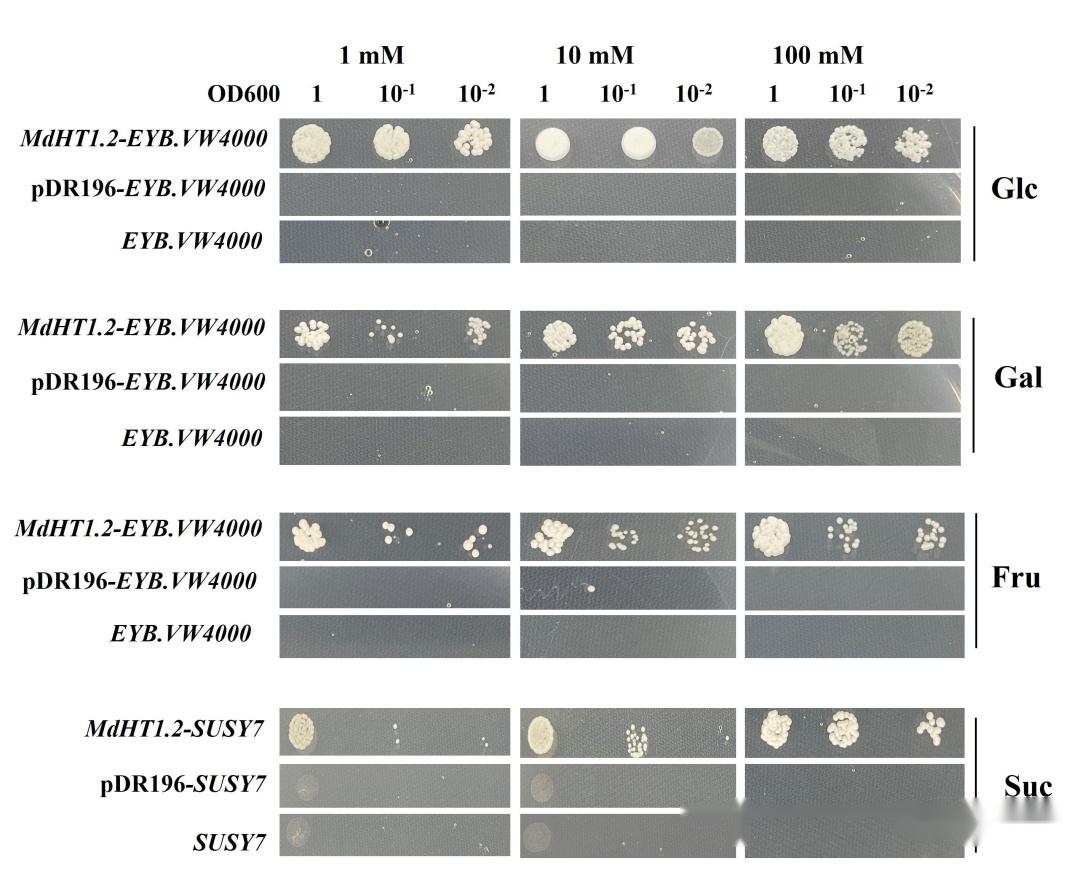 【Plant Physiol】苹果MdHT1.2基因介导根际葡萄糖摄取，从而调节植物碳水化合物的分配 - 知乎