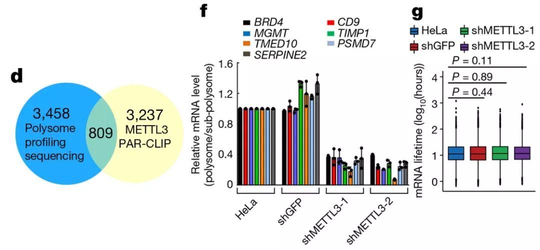 深度丨RNA m6A修饰直接调控肿瘤发生吗？这篇Nature有话说 - 知乎