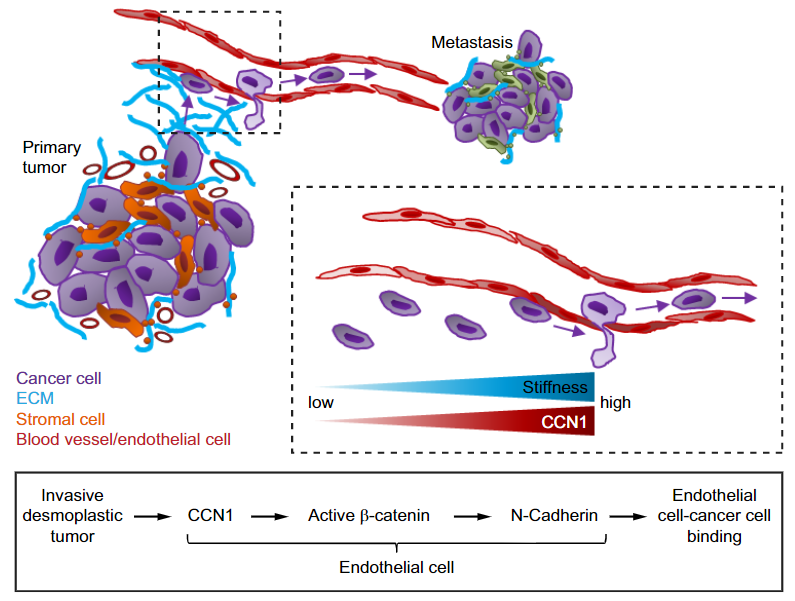 CCN蛋白家族--各有特色的促癌三兄弟 - 知乎