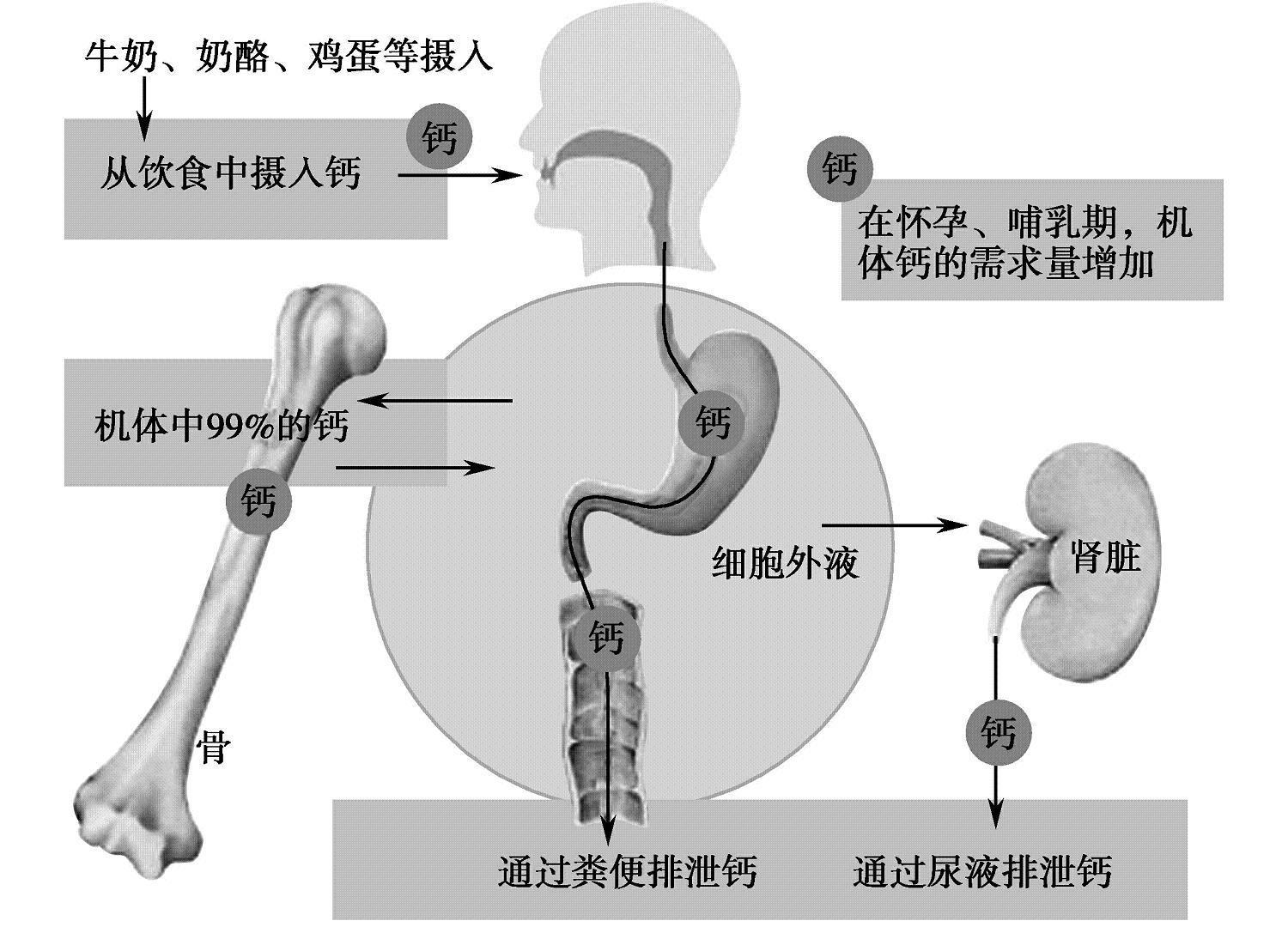 第一节 钙 - 知乎
