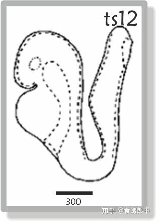 小鼠胚胎发育阶段图示 - 知乎