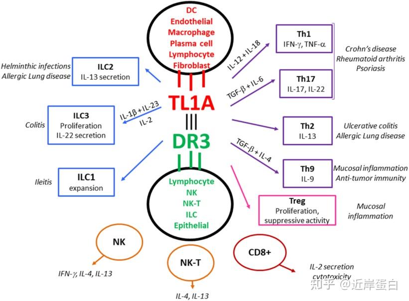 TL1A靶点药物开发火热！ - 知乎