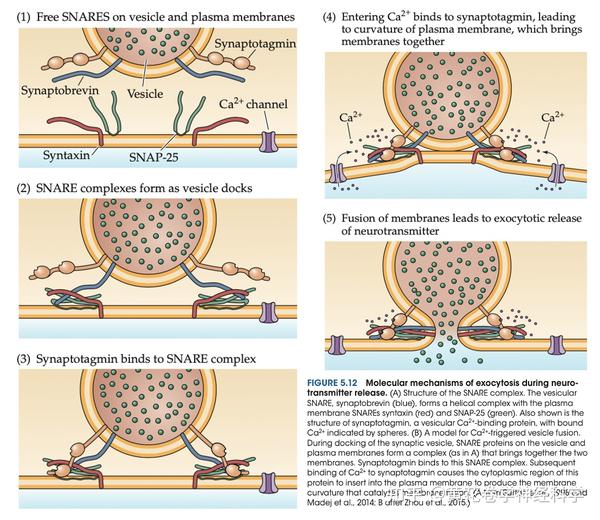 神经科学基础--神经突触 - 知乎
