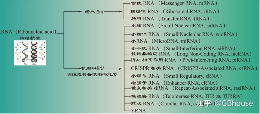 常见16 种 RNA 结构及其功能介绍，为什么你的研究是某一类特定RNA - 知乎