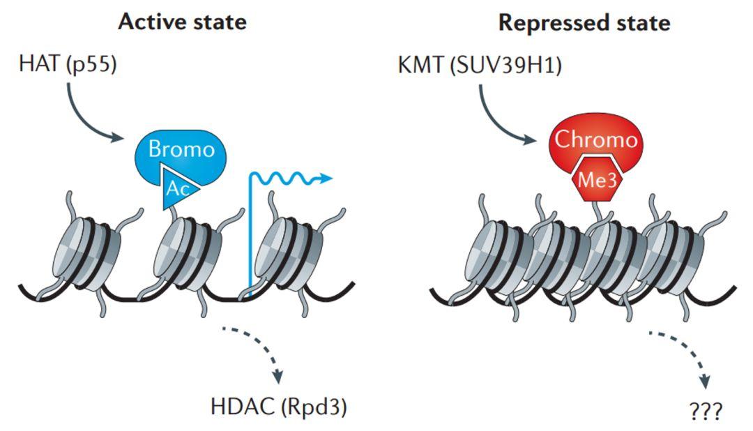 Nat Rev Genet | 20 年来表观遗传领域核心进展之全景解读 - 知乎