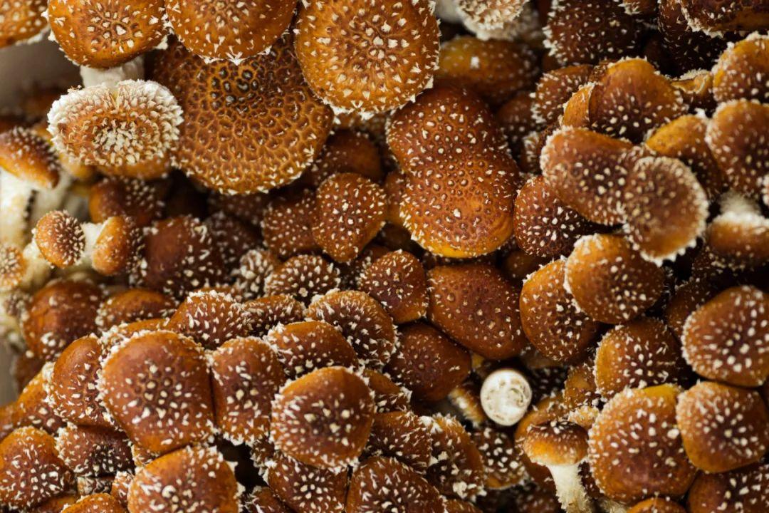 MycoTechnology融资超8亿，希望将真菌发酵肉推进亚洲 - 知乎