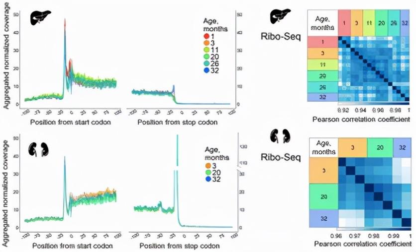 国自然热点 | 翻译组测序Ribo-seq—连接转录组和蛋白组的桥梁 - 知乎
