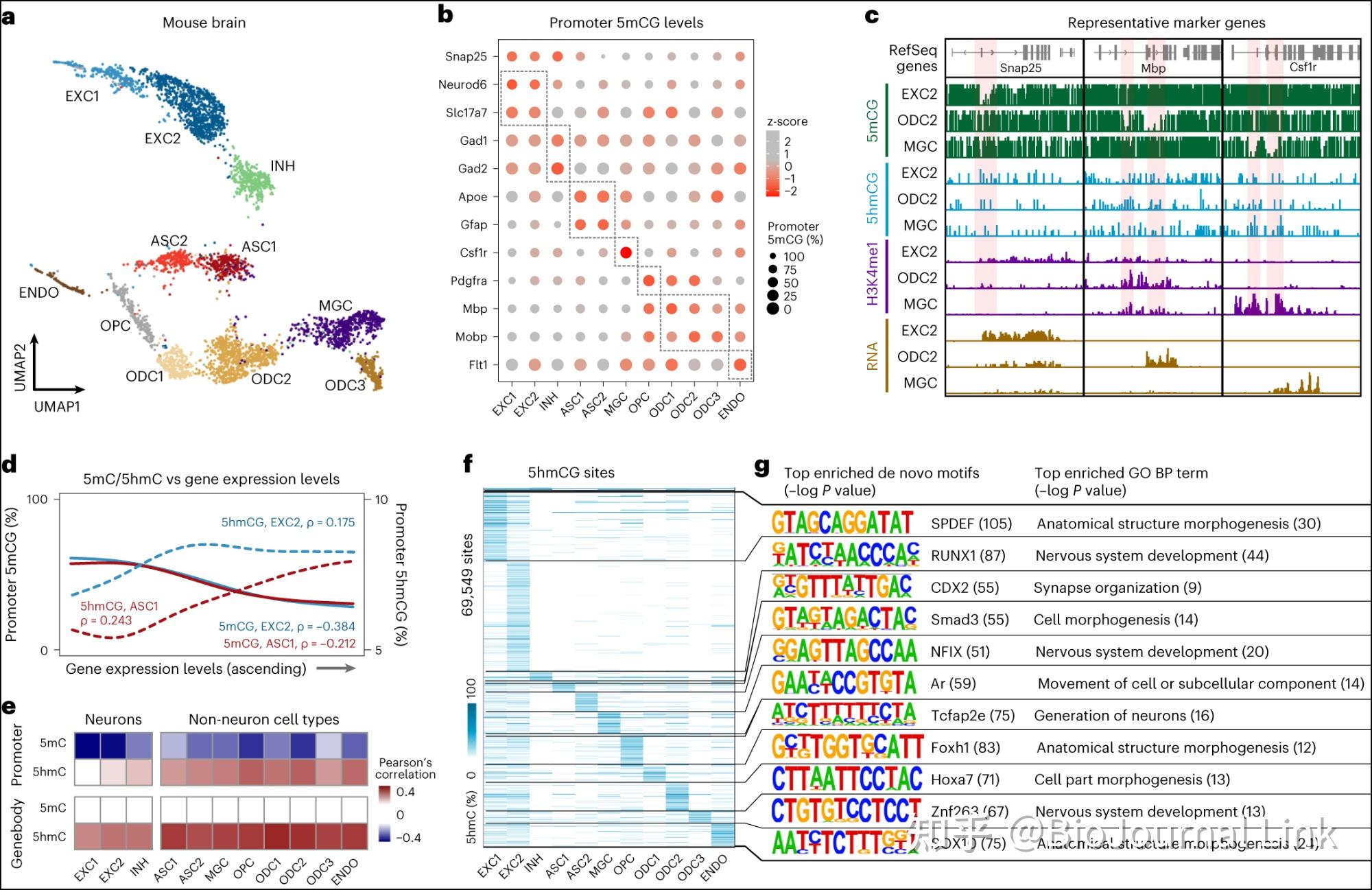 生物技术 | NatureBiotechnology | 同时单细胞分析5mC和5hmC与SIMPLE-seq - 知乎