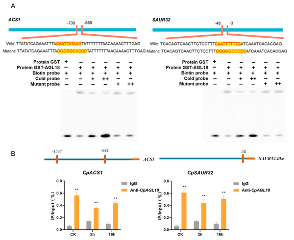 项目文章 | IF>6! ATAC-seq联合RNA-seq揭示转录因子AGL18通过乙烯-生长素交互作用调控番木瓜成熟 - 知乎