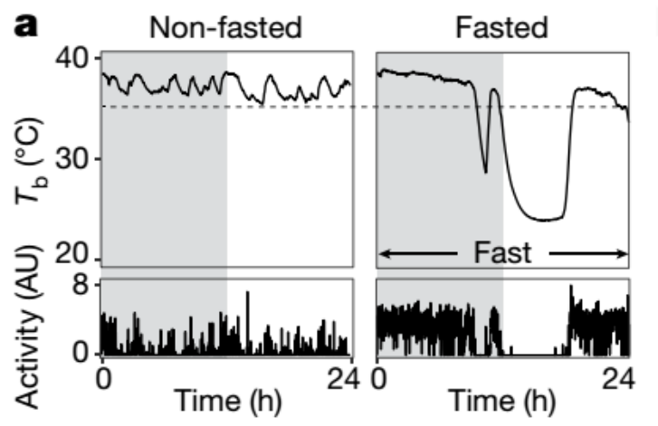 【文献解读】小鼠下丘脑特定神经元群调控低体温症状 - 知乎
