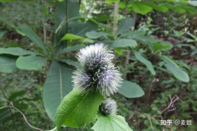 金诃藏药 | 健脾和胃、调气解郁、止痛……藏木香原来有这么多药用价值！ - 知乎