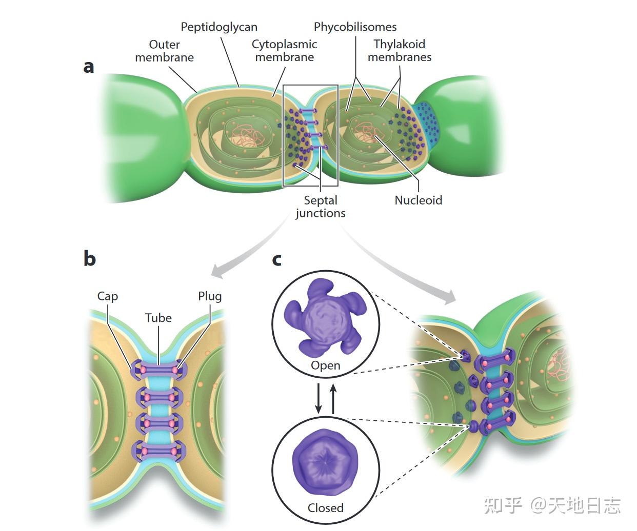 文献：The Making of a Heterocyst in Cyanobacteria（review） - 知乎