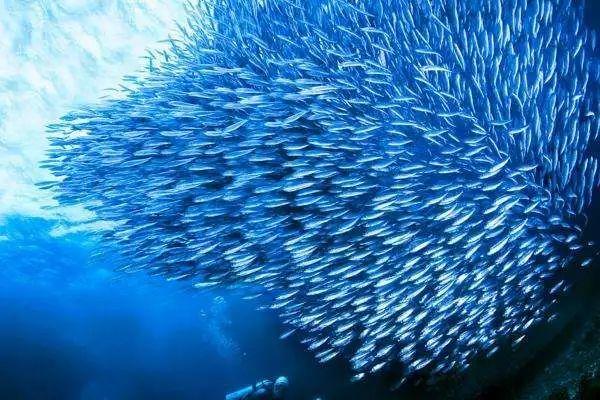 鱼油中的Omega-3纯度达到多少才对身体有效？ - 知乎