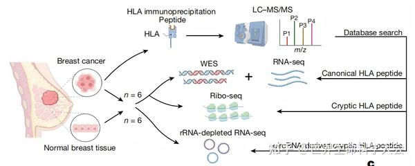 Nature期刊：揭示肿瘤环状RNA编码隐性抗原肽诱导抗肿瘤免疫 - 知乎