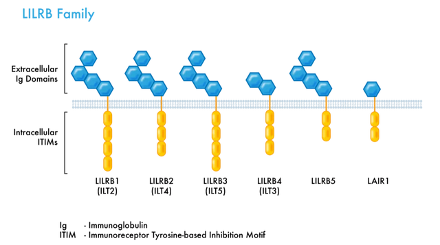 LILRB靶点研发：行而不辍，未来可期 - 知乎
