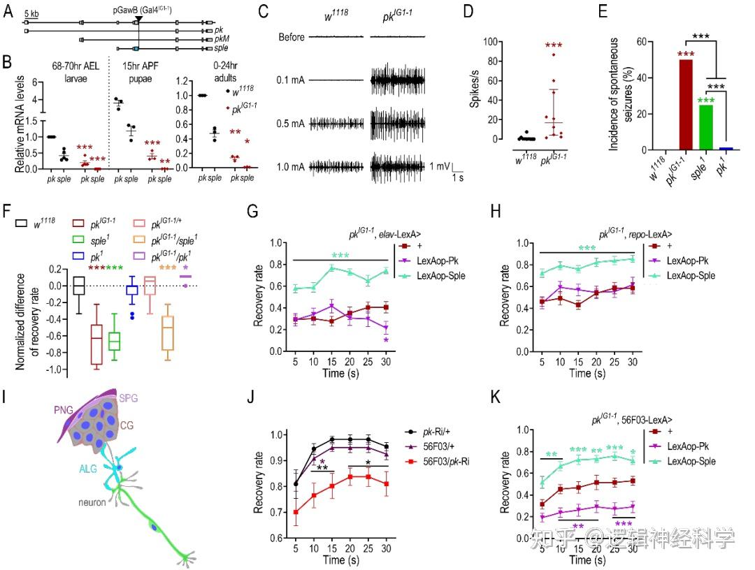 专家点评 iScience︱中国科学院生物物理研究所李岩团队揭示家族性癫痫分子机制 - 知乎
