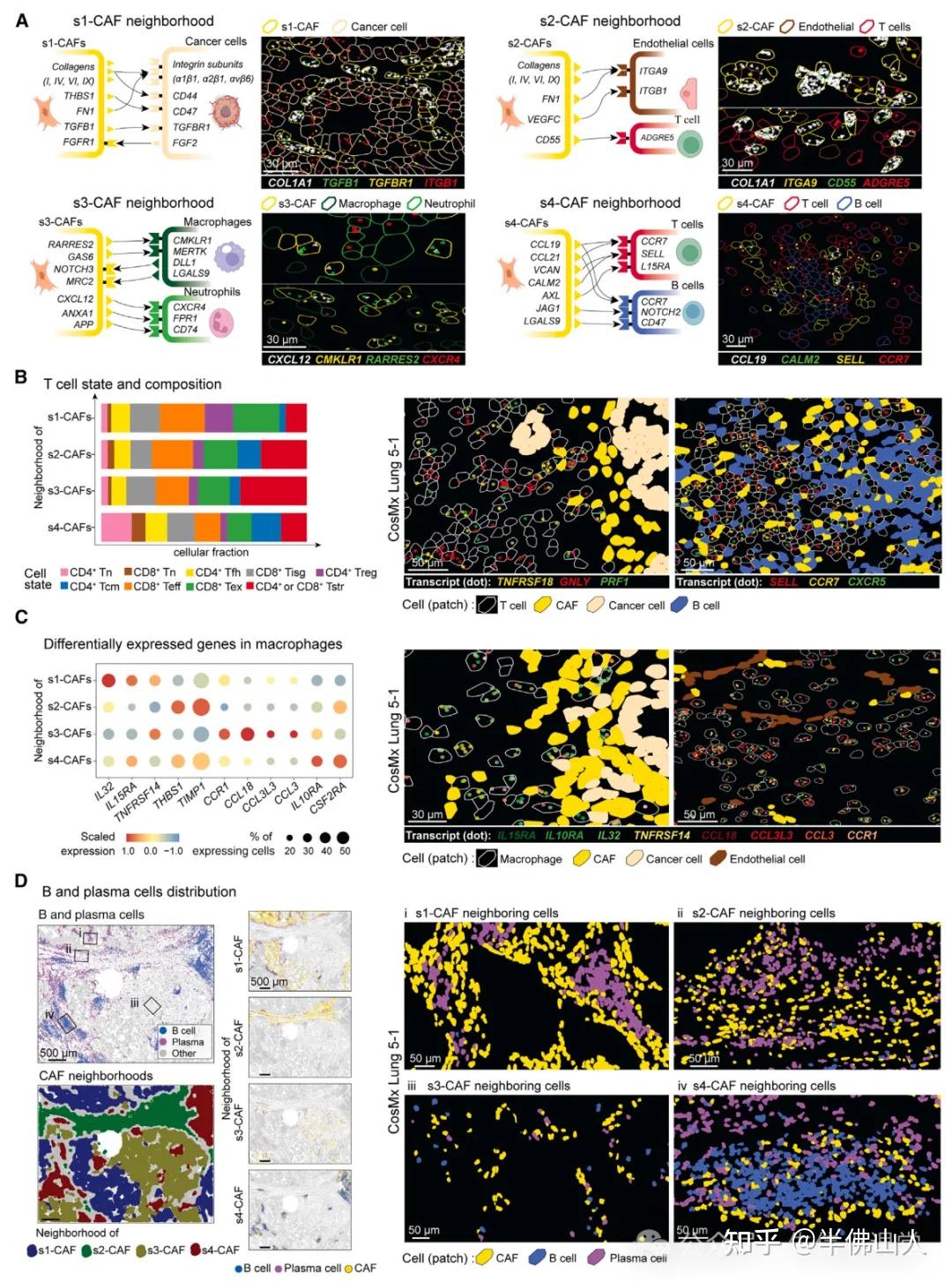 Cancer cell 好文，10种肿瘤+7种空转平台+1400万细胞组织切片，识别4种CAF的空间亚型及其邻域结构！ - 知乎