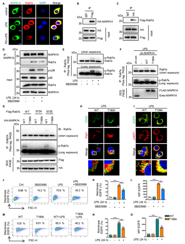 CDD | 唐靖/刘志峰团队合作揭示EGFR激酶活性和Rab GTPases协调EGFR胞内转运调控脓毒症巨噬细胞极化 - 知乎