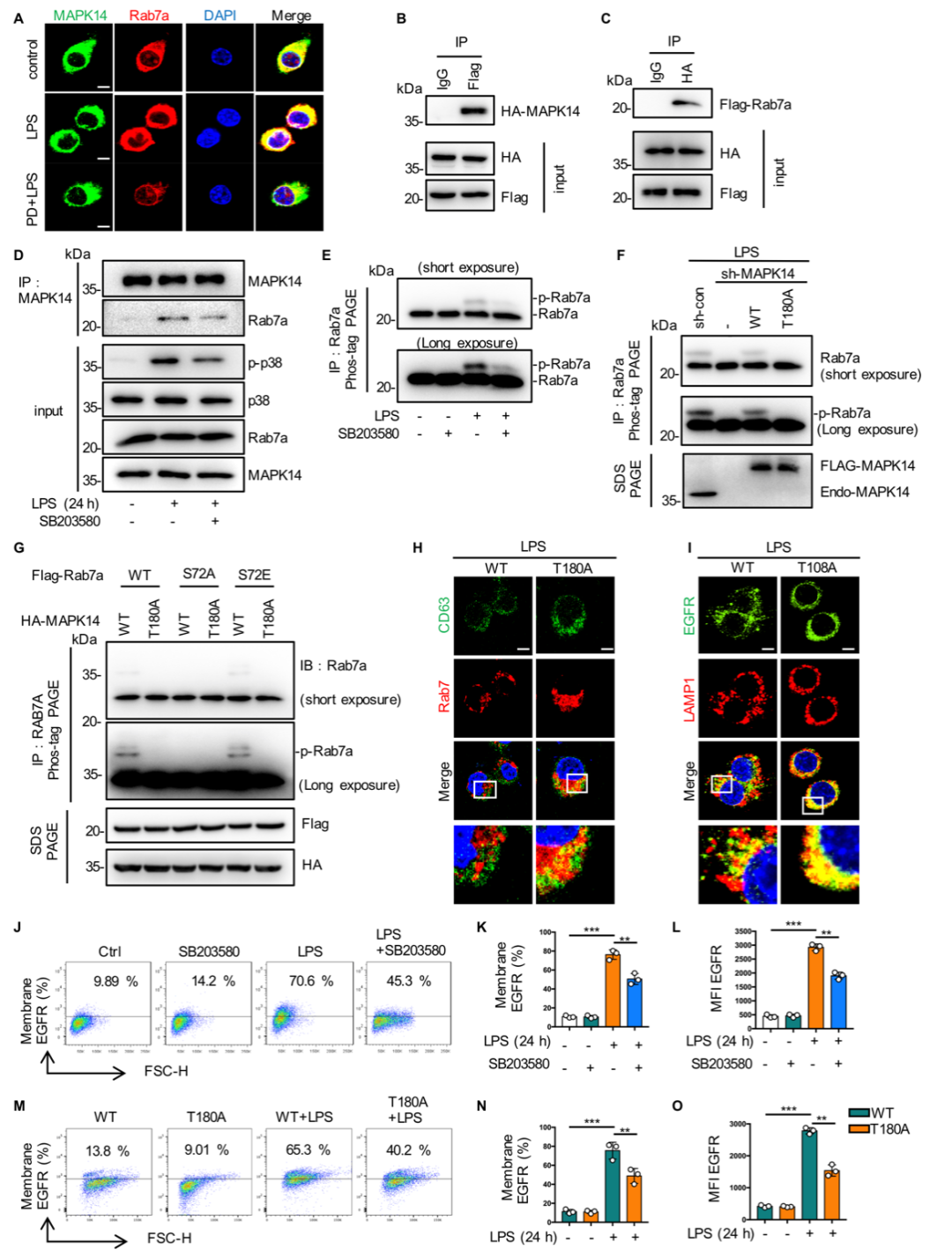 CDD | 唐靖/刘志峰团队合作揭示EGFR激酶活性和Rab GTPases协调EGFR胞内转运调控脓毒症巨噬细胞极化 - 知乎