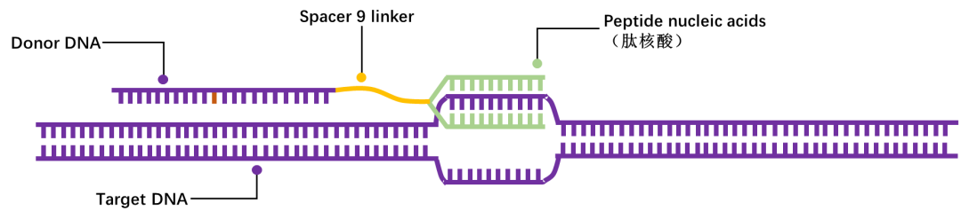 浅谈寡核苷酸spacer修饰的作用 - 知乎