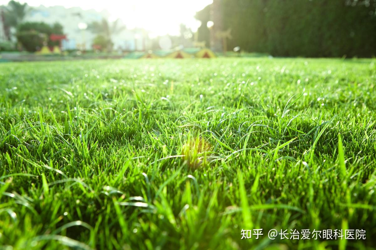 看绿色的东西护眼吗?这个答案90的人都不知道! 知乎