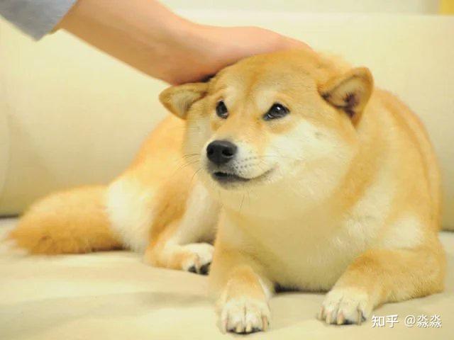 Doge Eat Doge (OMNOM) - SHIB 杀手；狗链上的第一个模因令牌。 - 知乎