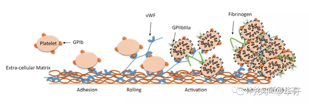 Hyphen凝血产品简介 - 知乎