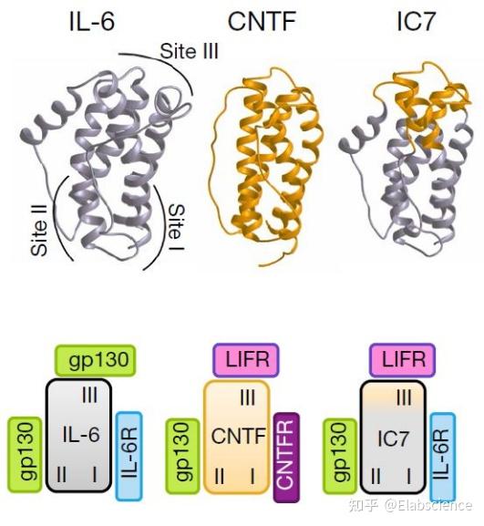 IL-6，至关重要的多功能细胞因子 - 知乎