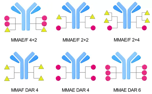 加速迭代，精准控制DAR的双弹头ADC药物 - 知乎