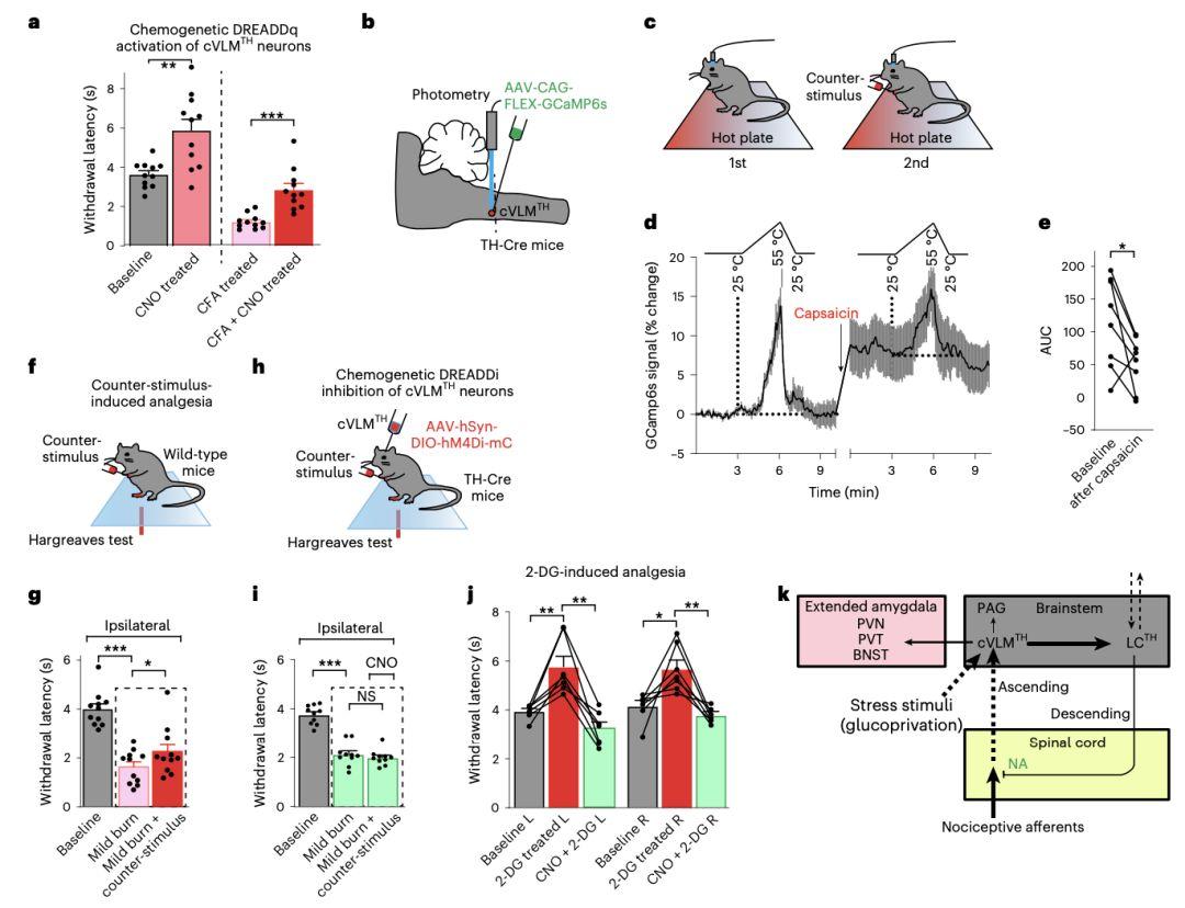 Nature Neurosci：疼痛调控新神经环路 - 知乎