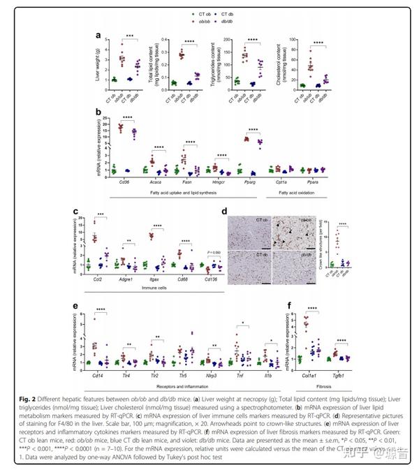 DBDB、OBOB二型糖尿病小鼠 - 知乎