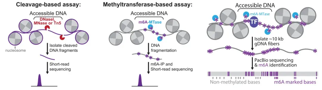 突破传统 | 贝瑞基因Fiber-seq实现一次HiFi测序解锁全方位组学图谱 - 知乎