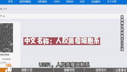 U251细胞培养，人胶质瘤细胞系培养攻略 - 知乎