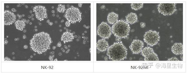 NK-92与NK-92MI培养注意要点 - 知乎