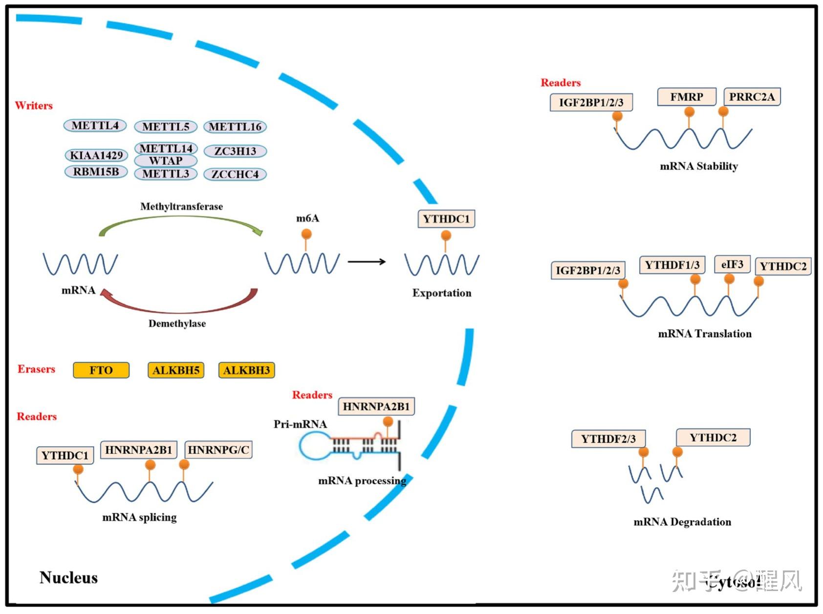 m6A可调节表观遗传修饰来治疗癌症？这篇文章总结得很完善 - 知乎