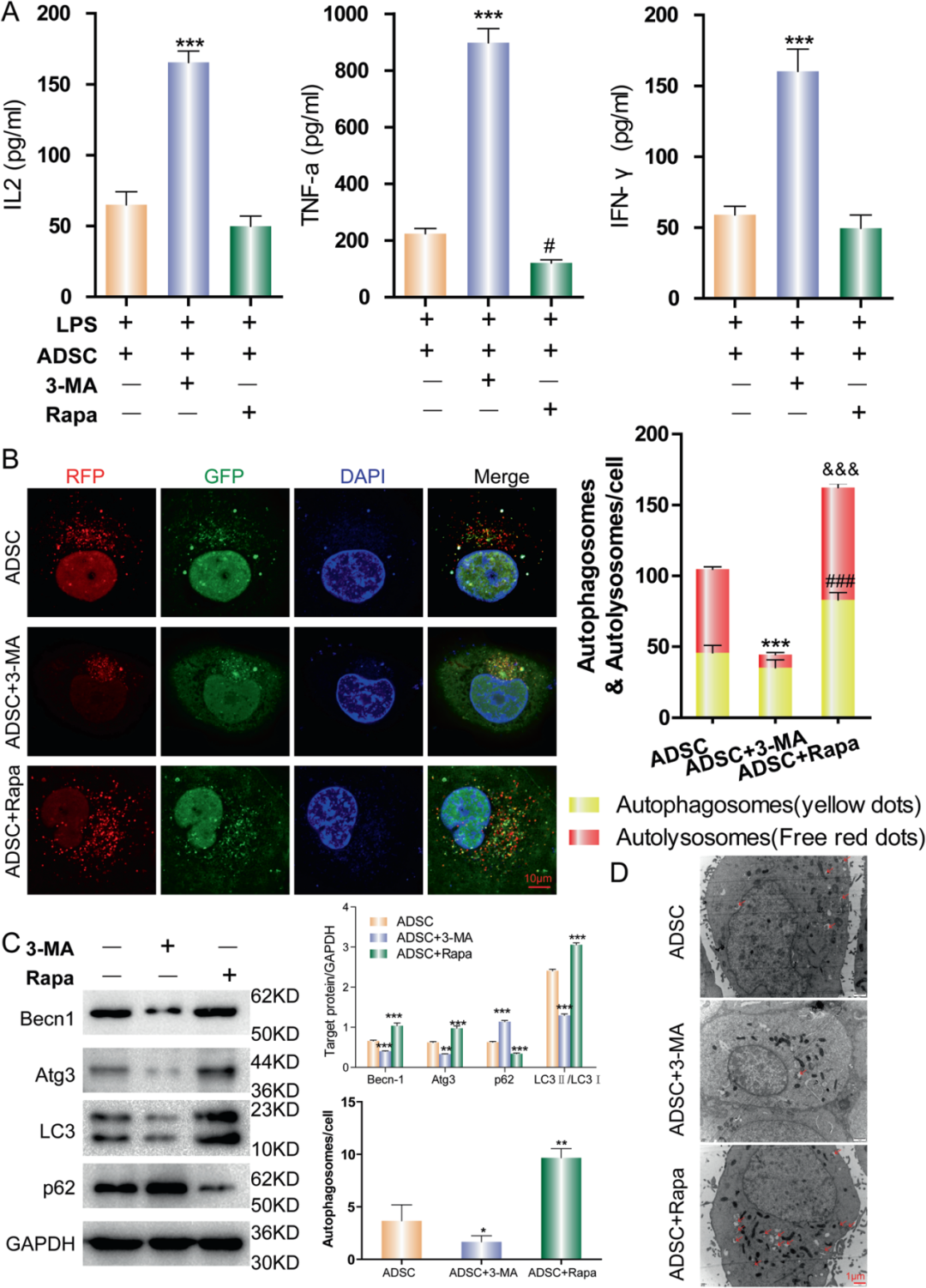 Cell Death Discov︱胡越/陈伟团队揭秘脂肪源性间充质干细胞治疗急性肺损伤的新机制 - 知乎