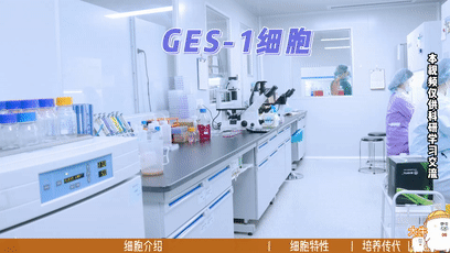GES-1细胞培养，人胃黏膜细胞培养攻略-丰晖生物 - 知乎