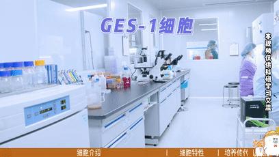 GES-1细胞培养，人胃黏膜细胞培养攻略-丰晖生物 - 知乎